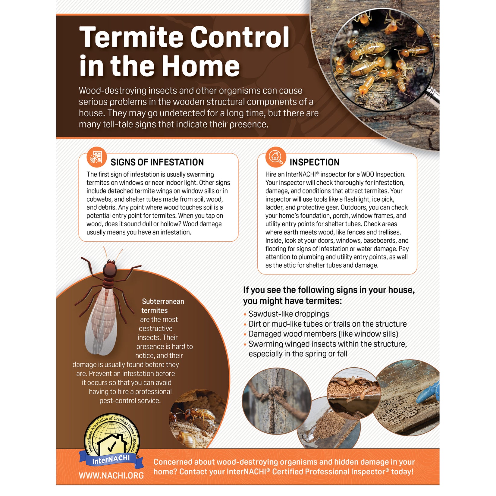 Termite Inspection PDF Flyer & Social Media Graphics – Inspector Outlet